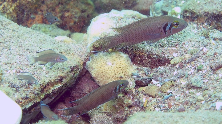 Even Fish Societies Show Signs of Social Control and Nepotism ...