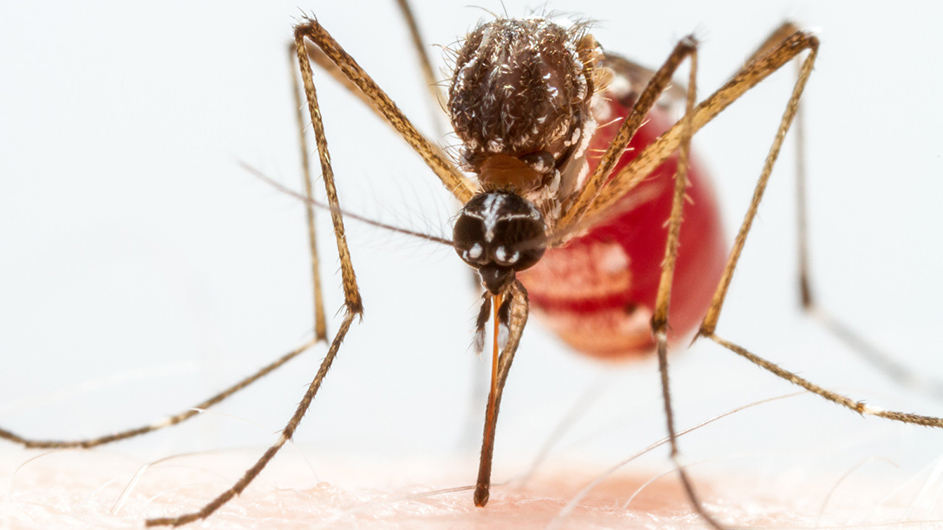 How Worried Should We Be About a Rare, But Potentially Deadly Mosquito ...