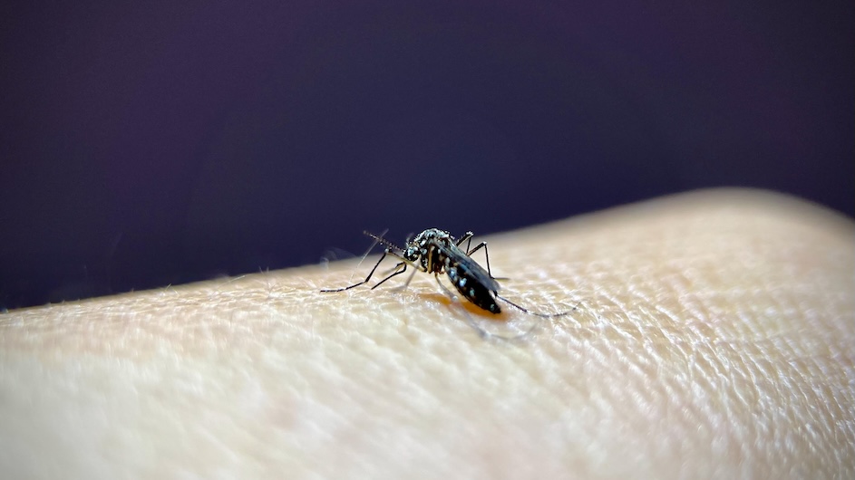 Could We Alter Mosquitoes’ Internal Clocks to Stop Them From Biting ...