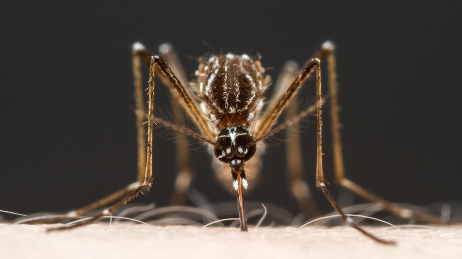 Cells in the Mosquito’s Gut Drive Its Appetites | Columbia News