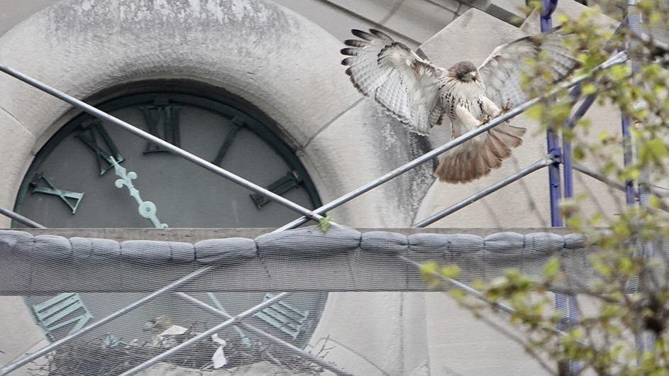 Hawk O’Clock at Havemeyer Hall | Columbia News
