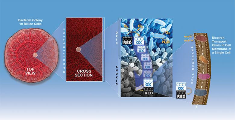 multicellular bacteria